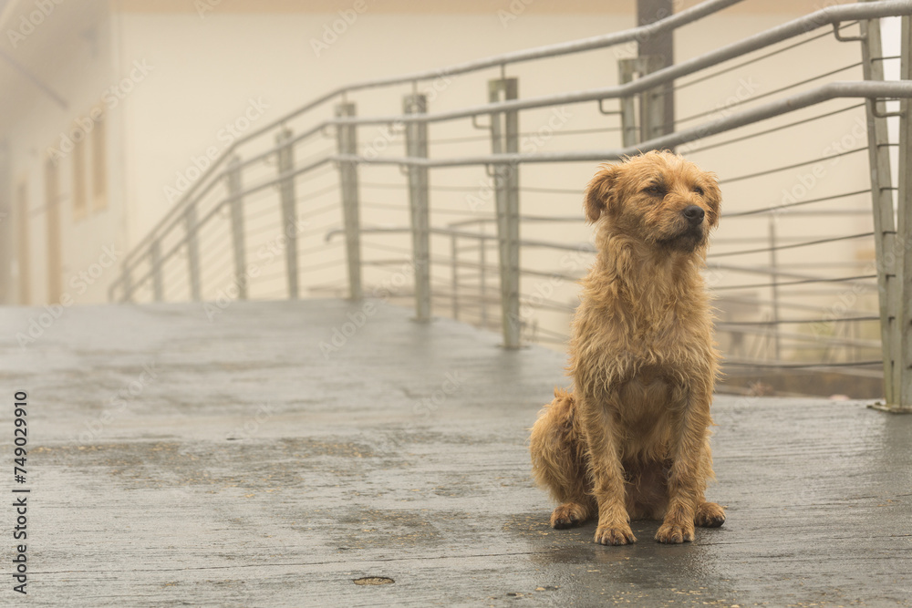 Cachorro peludo sentado em uma rampa, corrimão de ferro, parede de cor ...