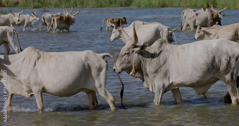 Close-up. Fulani cattle walking into the polluted Senegal river to ...