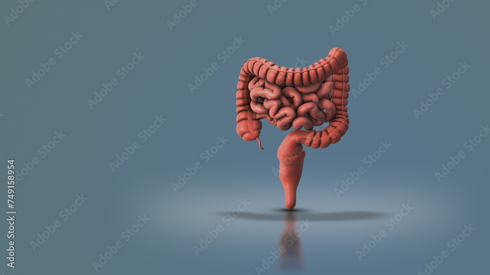 Human Digestive System Medical Animation Stock Illustration Adobe Stock