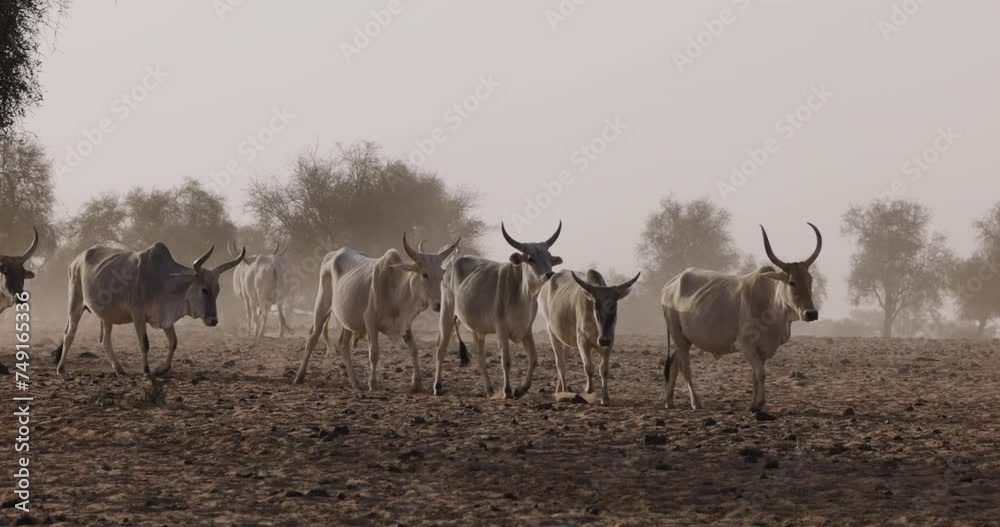 Fulani cattle walking in the Sahel, Sahara Desert, North Africa ...