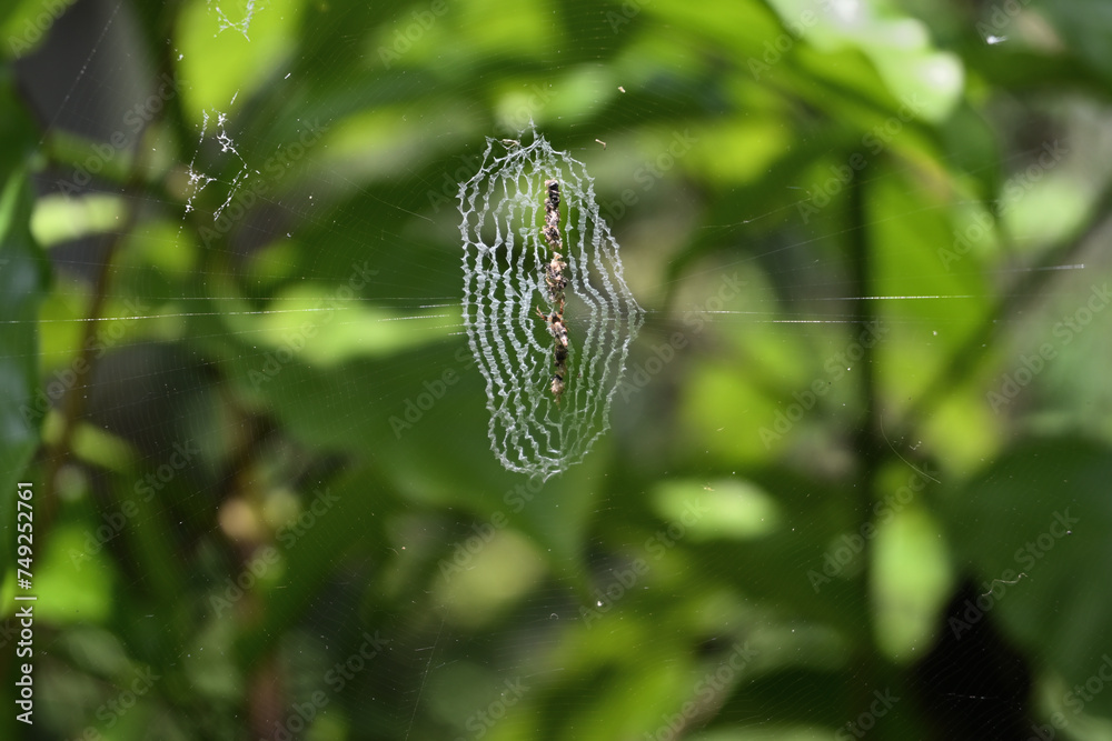 A Trashline orb weaver spider from the Cyclosa genus is on in its ...