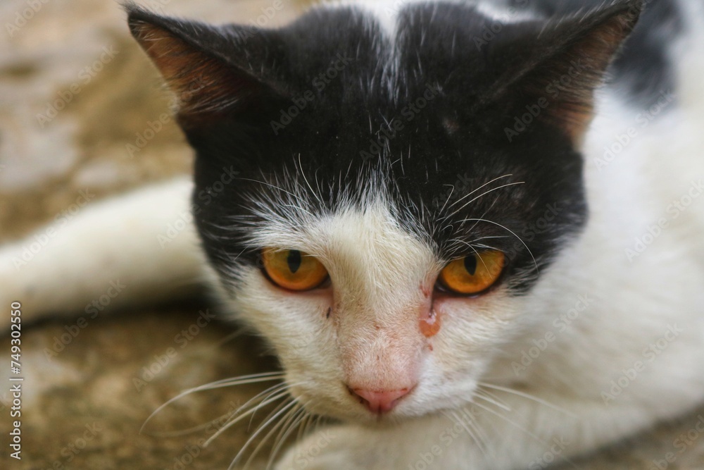 The Sumatran tiger, scientifically known as Panthera tigris sumatrae ...