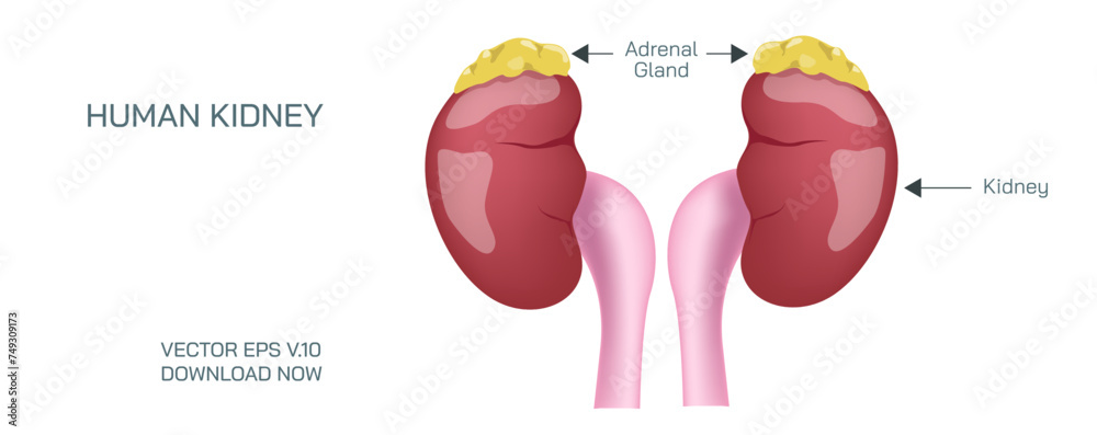 Kidney vector art. Chronic kidney disease, also called chronic kidney ...
