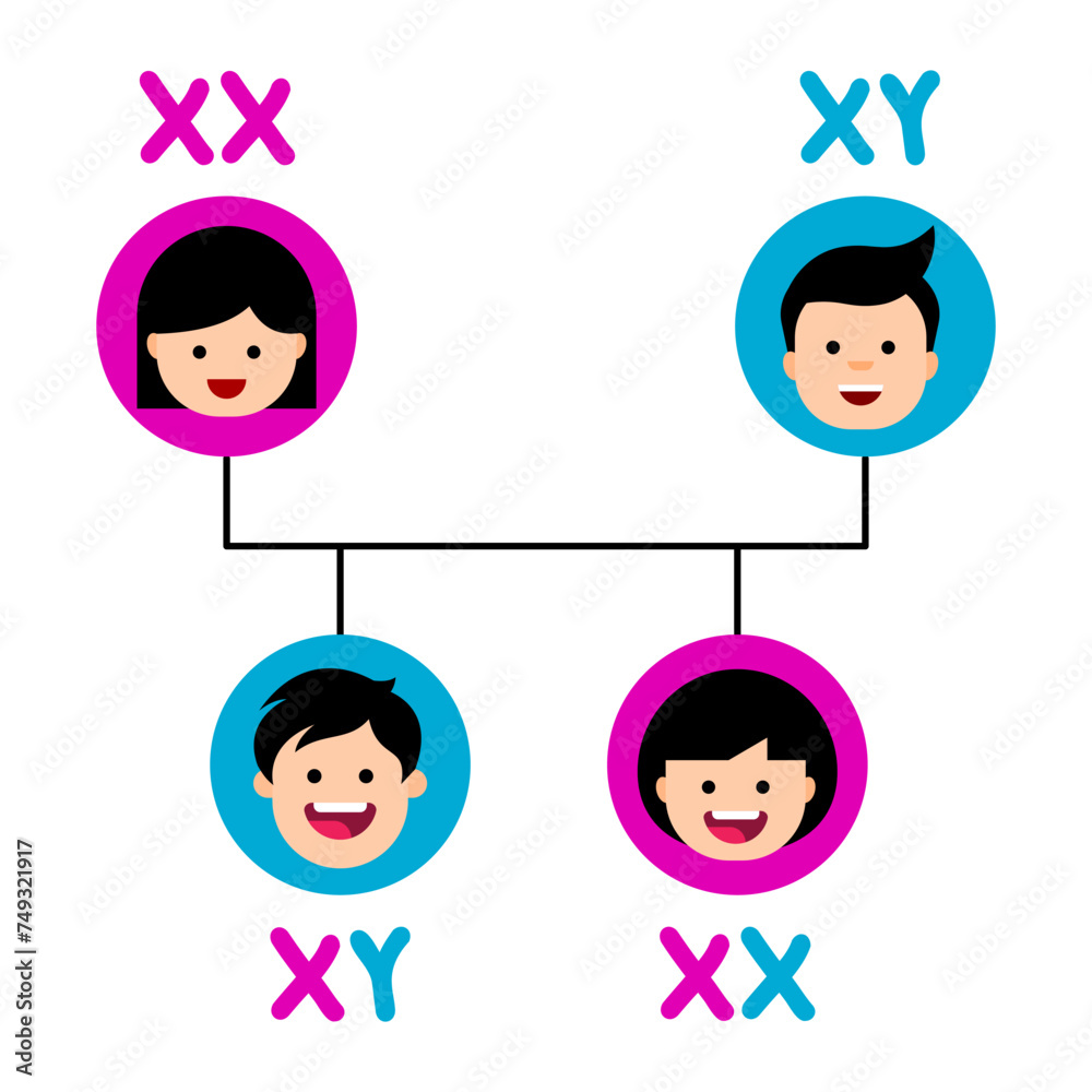 Sex Chromosomes In Humans Genetic Sex Determination From Mother And