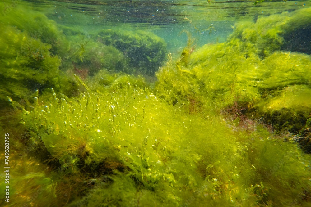 green algae Ulva oxygenate air bubble in laminar flow, Cladophora ...