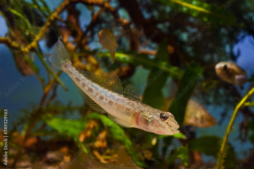 monkey goby, funny and curious freshwater fish species, swim to catch ...
