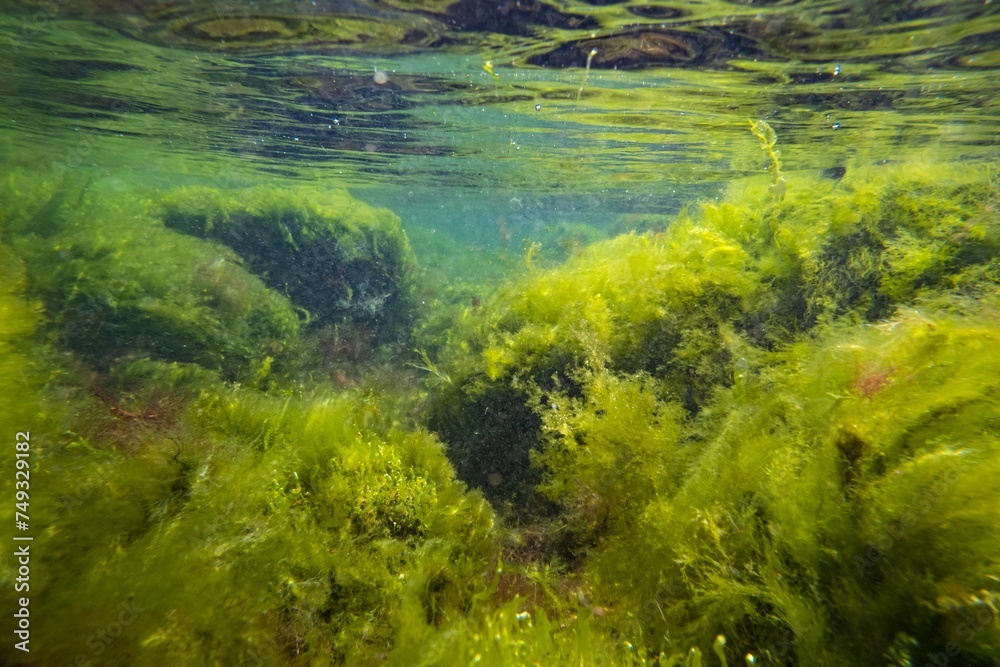 Cladophora, Bryopsis, Ulva green algae oxygenate in laminar flow, low ...