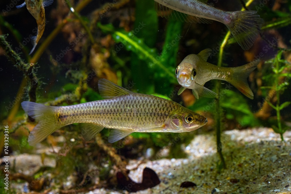 topmouth gudgeon, wild aggressive dominant freshwater fish from East ...