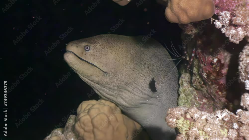 Head of underwater moray eel on black background near corals. Marine ...