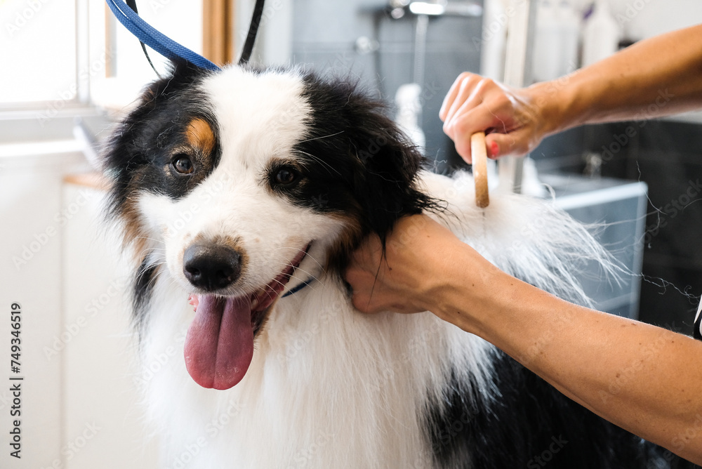 australian shepherd and the dog beautician combing his fur Stock Photo ...