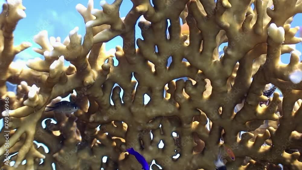 Mesmerizing beauty of fish in underwater coral has calming effect ...