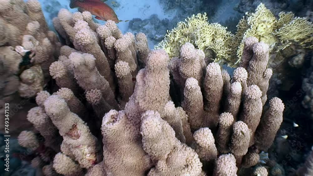Corals in underwater world create stunning landscape with clear blue ...