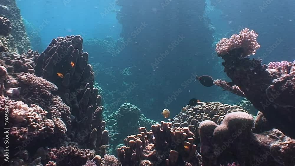 Fish on underwater coral reef of Red Sea. Fish on coral reef below ...