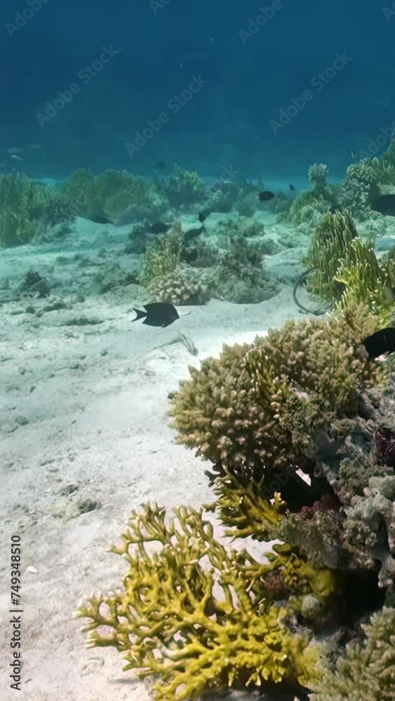 Stunning underwater images of coral reef life. World of serenity in ...