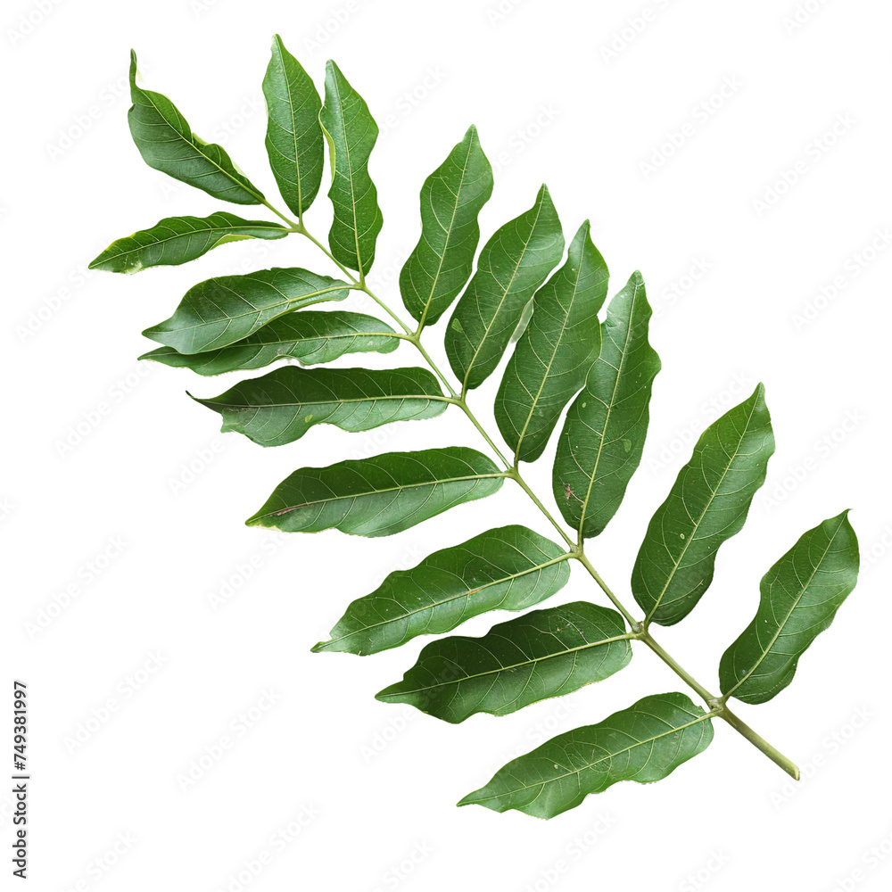 Curry Leaves, transparent background, isolated image, generative AI ...