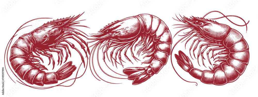 shrimp prawn seafood hand drawn line art Etchings Stock Vector | Adobe ...
