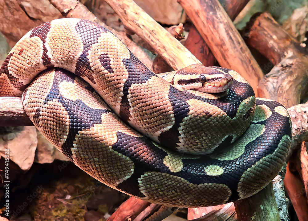 Tiger's python or morelia spilota snake with beautiful skin snake ...