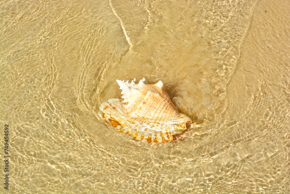 A beautiful photo of an adult queen conch shell on the Caribbean shore ...