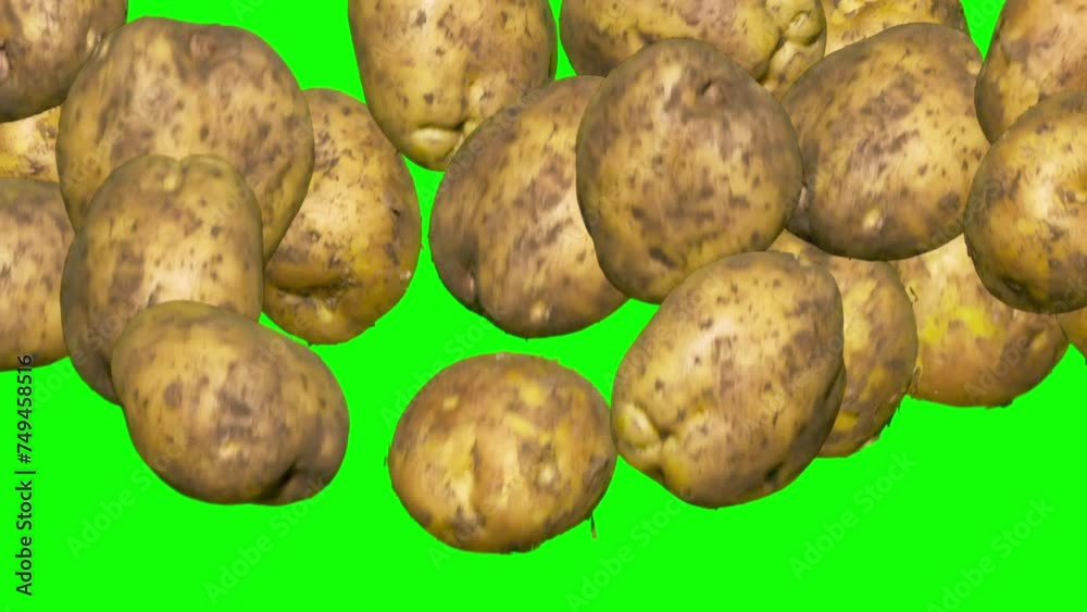 Unwashed Potatoes in a Jump on Chroma Key. Three variants of freshly ...