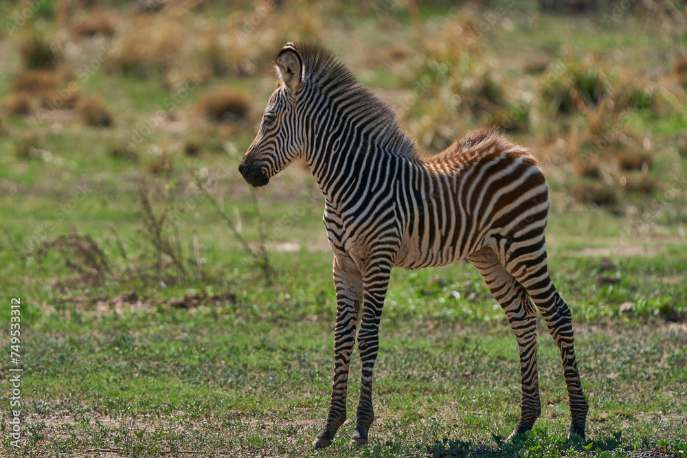 Crawshay's zebra (Equus quagga crawshayi) in South Luangwa National ...