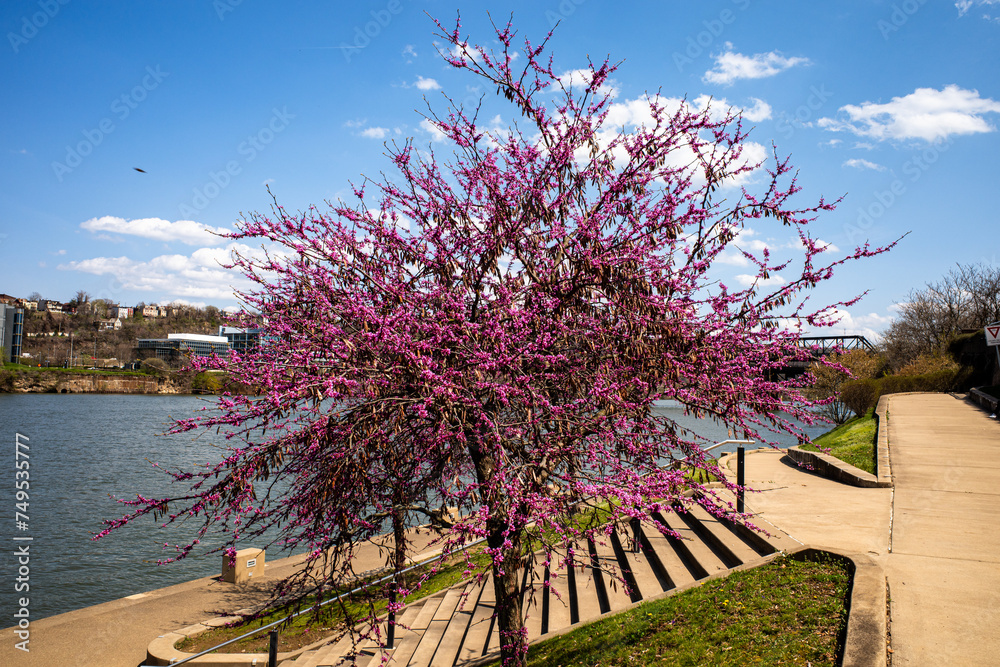 Amidst Pittsburgh's South Side district, a cherry blossom tree blooms ...