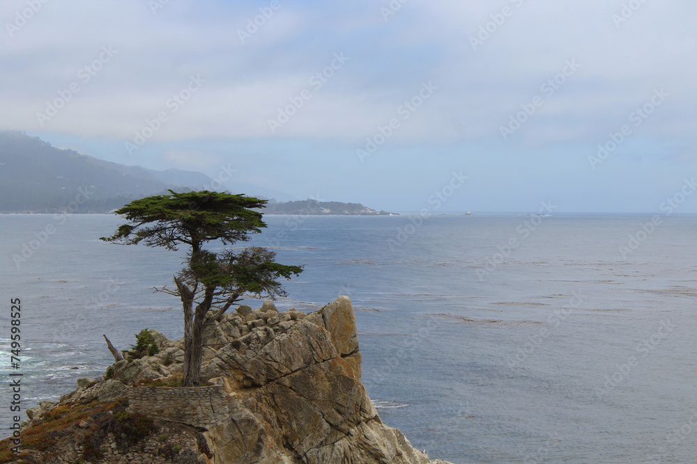 California, USA, June 30, 2022: The Lone Cypress is a Monterey cypress ...
