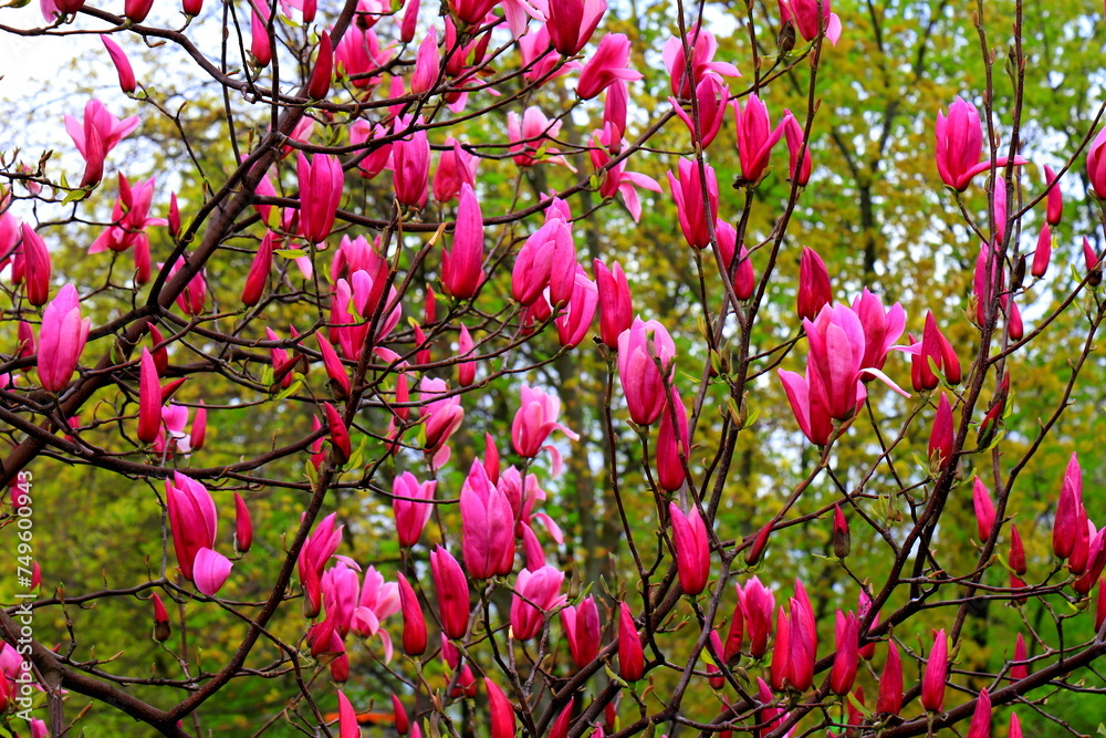 Beautiful magnolia tree blossoms in springtime. Jentle Chinese red ...