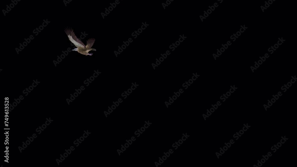 Flying Himalayan Vulture - Griffon Bird - Side View CU - Transparent ...