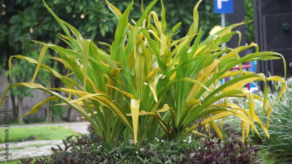 Crinum Asiaticum Poison Bulb Giant Crinum Lily Grand Crinum Lily Spider Lily Bulbine