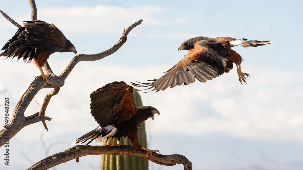 Three Harris Hawks gather on the branches of a dead tree with the top ...