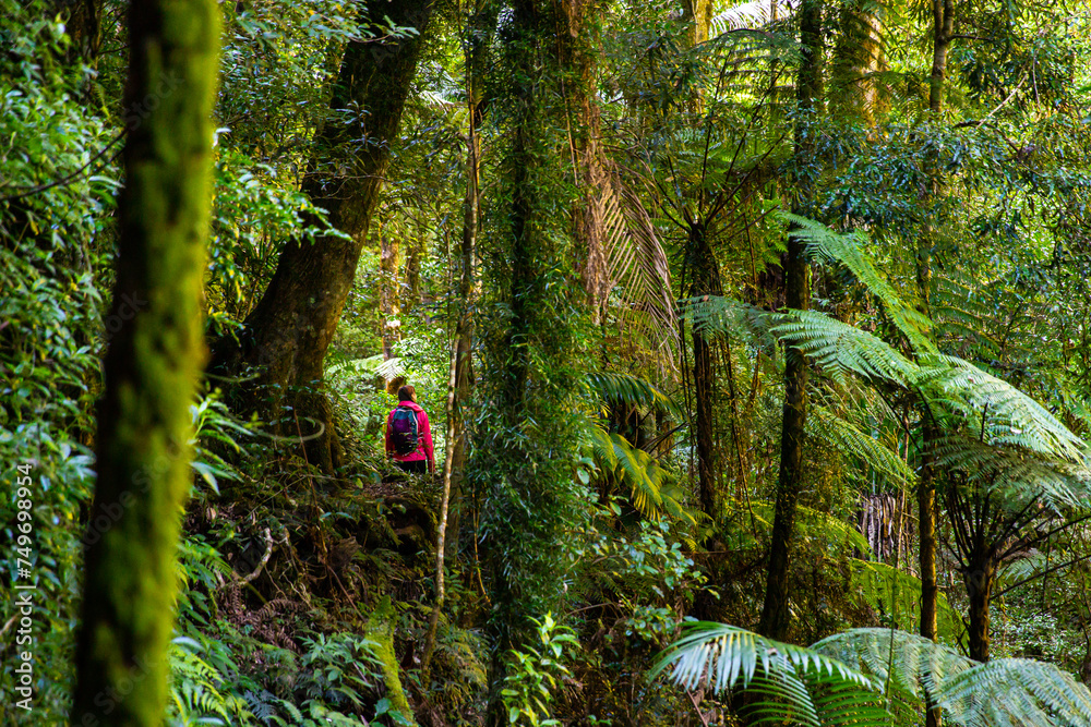 hiker girl with a backpack walking through a dense gondwana rainforest ...