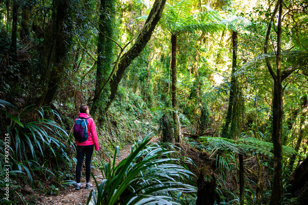 hiker girl with a backpack walking through a dense gondwana rainforest ...