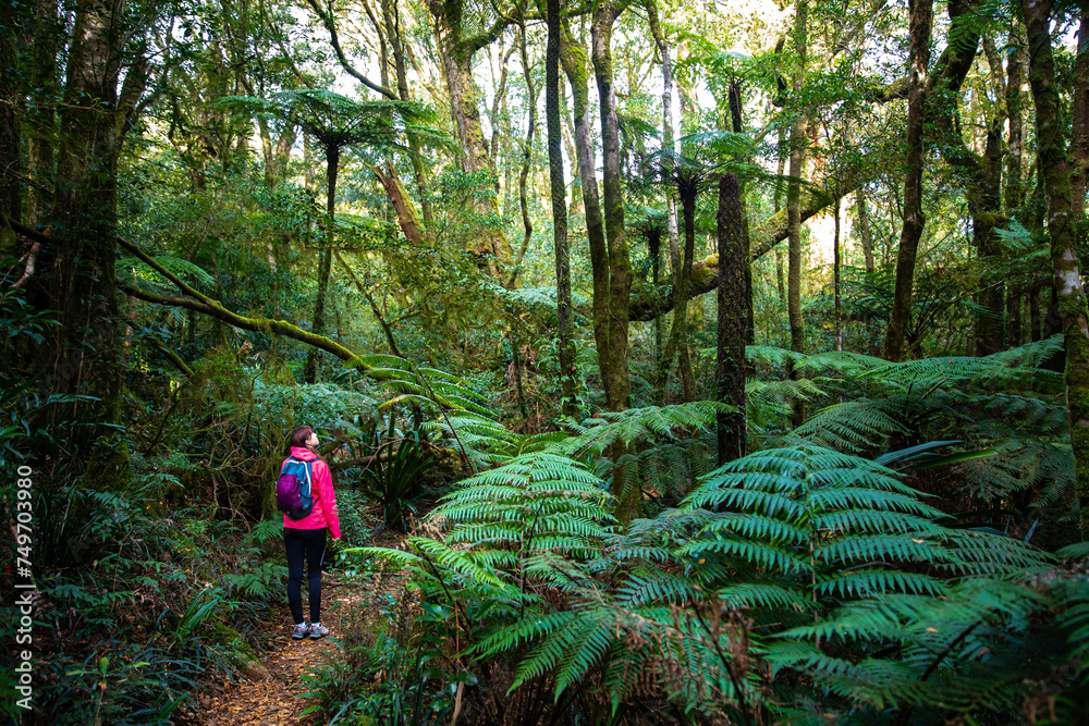 hiker girl with a backpack walking through a dense gondwana rainforest ...