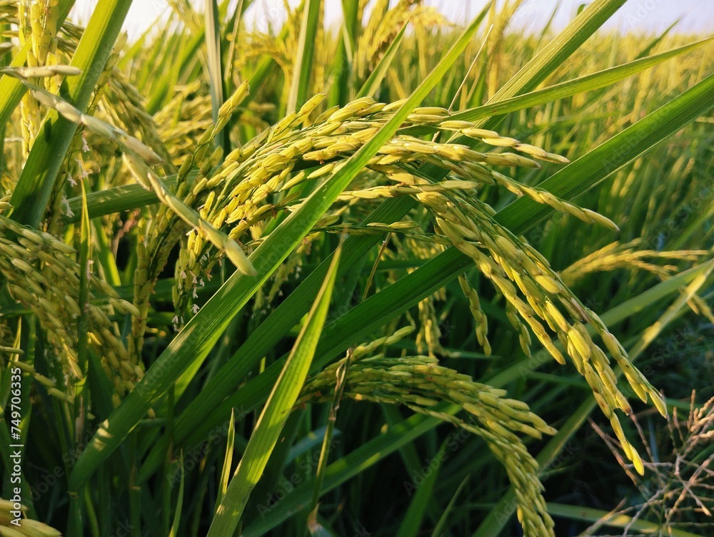Rice crop plants in early stage agriculture farm field green paddy dhan ...