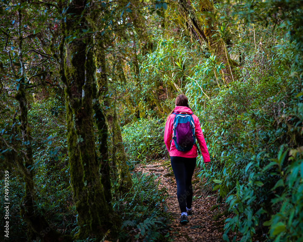hiker girl with a backpack walking through a dense gondwana rainforest ...