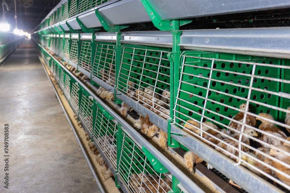 Automated feeding chickens in cage systems within close housing ...