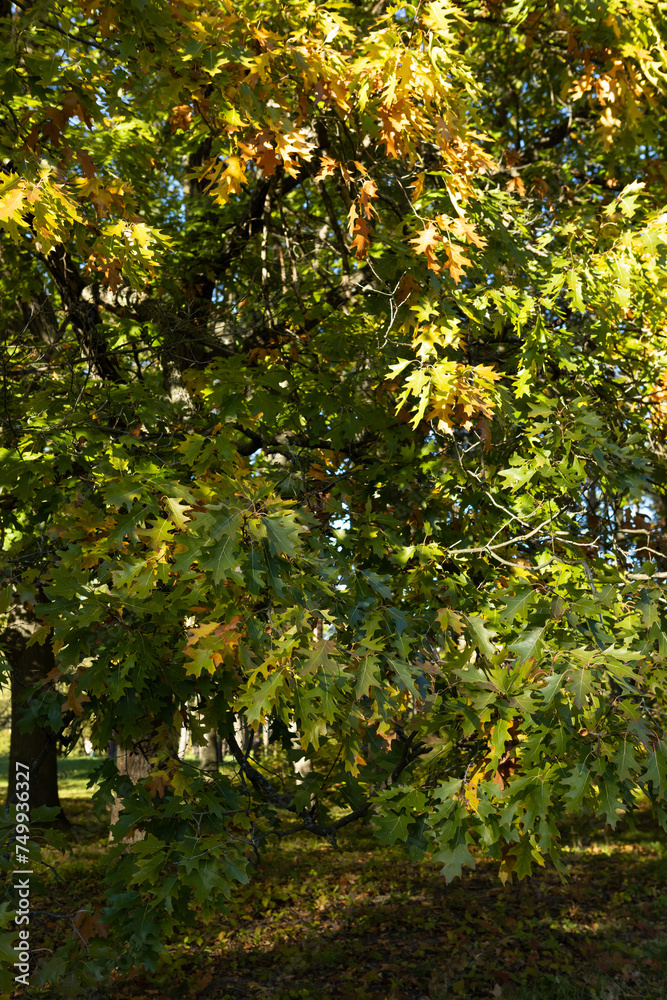 Green oak trees with leaves begining of autumn Stock Photo | Adobe Stock