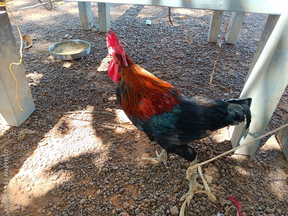 The chicken is a large and round short winged bird, domesticated from ...