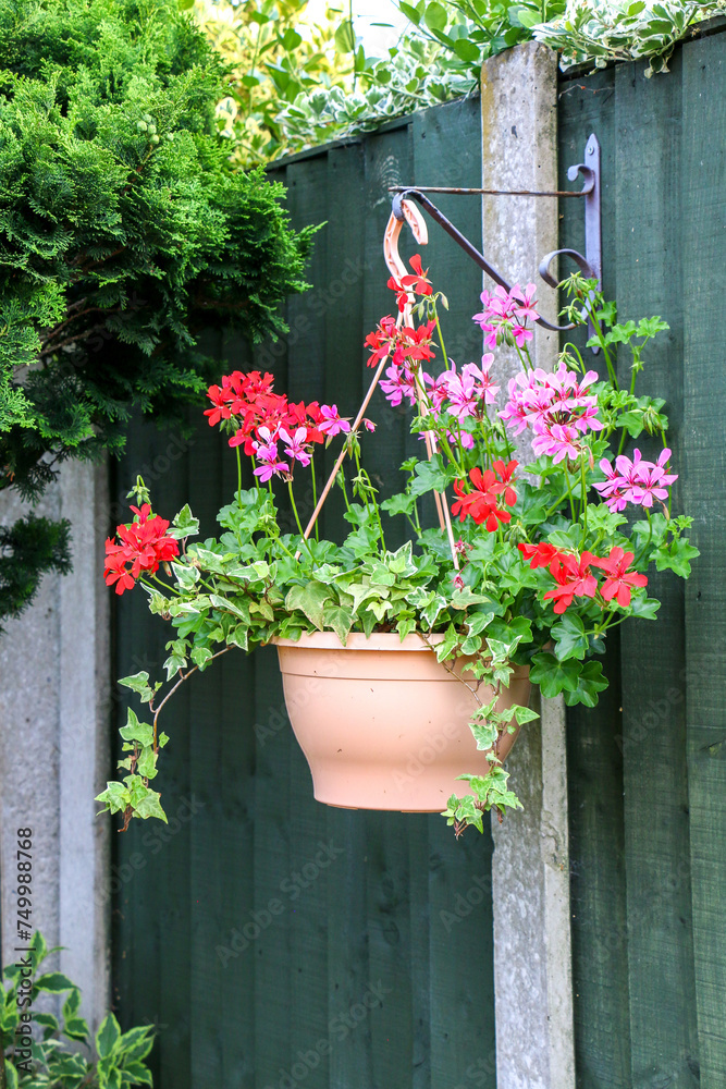 Vertical shot of a hanging basket of beautiful pretty Ivy Geranium ...