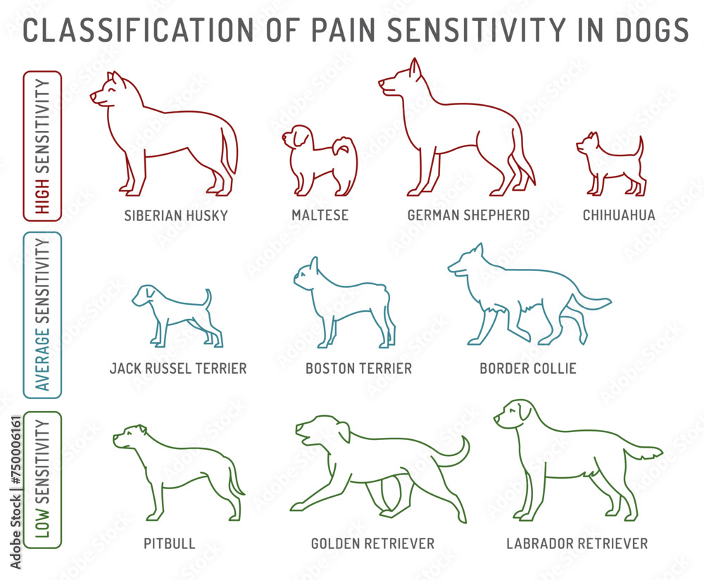 Classification of pain sensitivity in dogs. Veterinary infographics ...