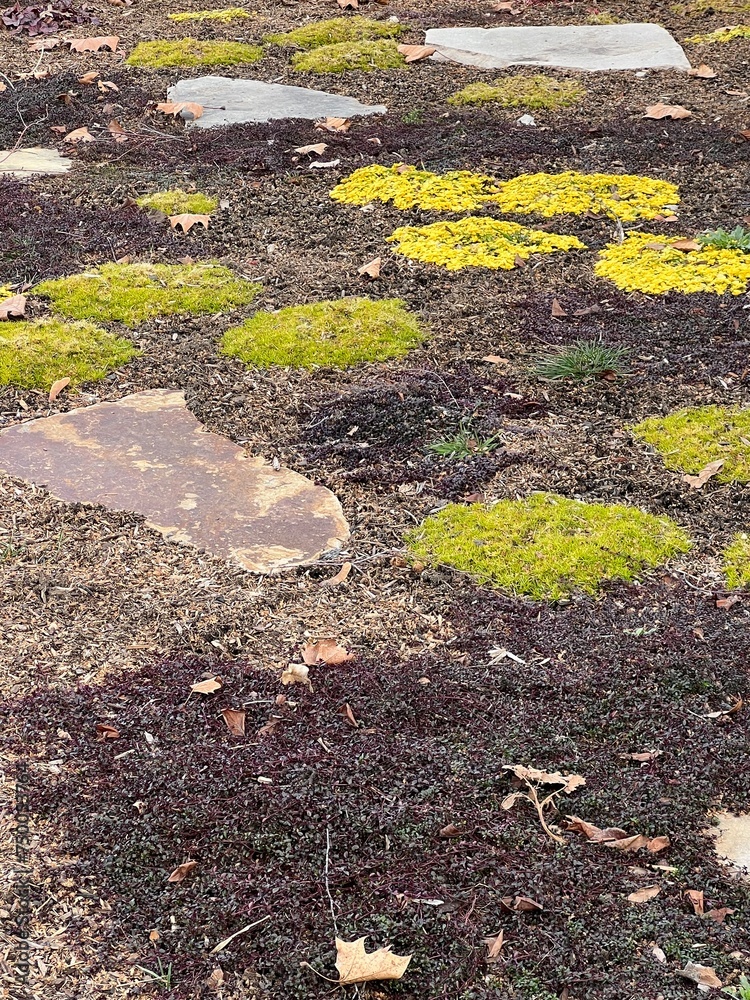 creeping ground cover plants, creeping thyme, golden speedwell, scotch ...