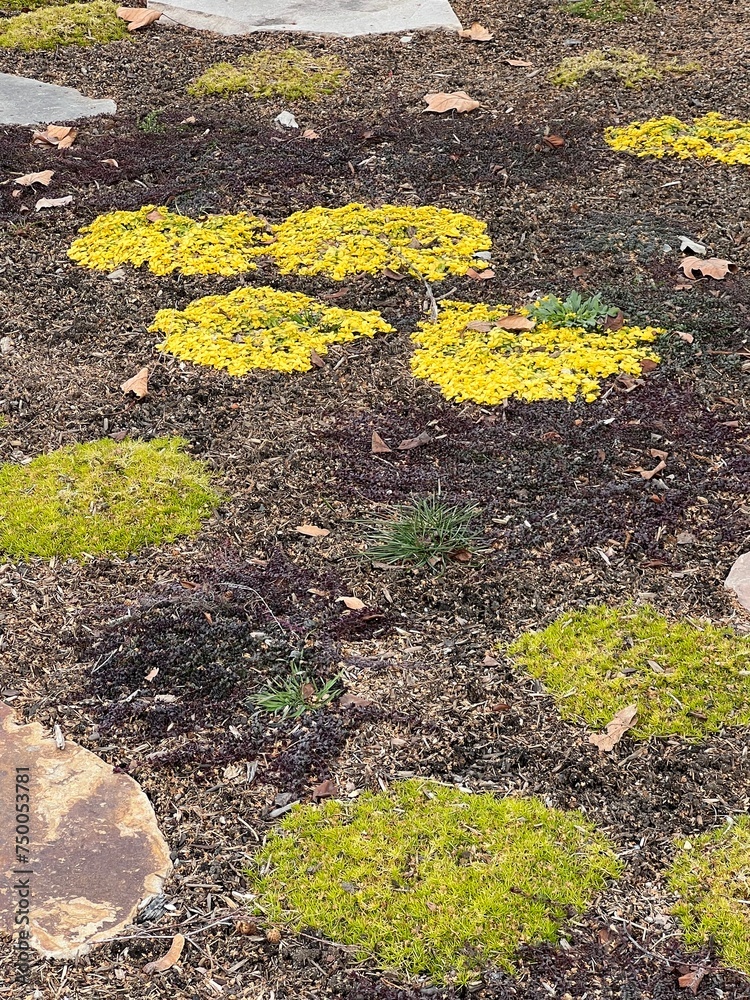 creeping ground cover plants with stepping stones, creeping thyme ...