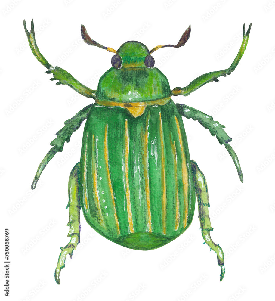Glorious Scarab Green beetle Animal hand-painted illustration Bug png ...