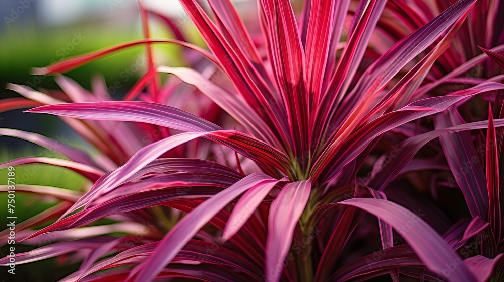 Red Edge plant (Cordyline fruticosa), also known as Cabbage Palm or ...