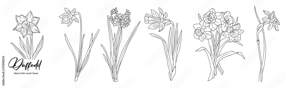 Set of Daffodil line art drawings. March birth month flower. Hand drawn ...