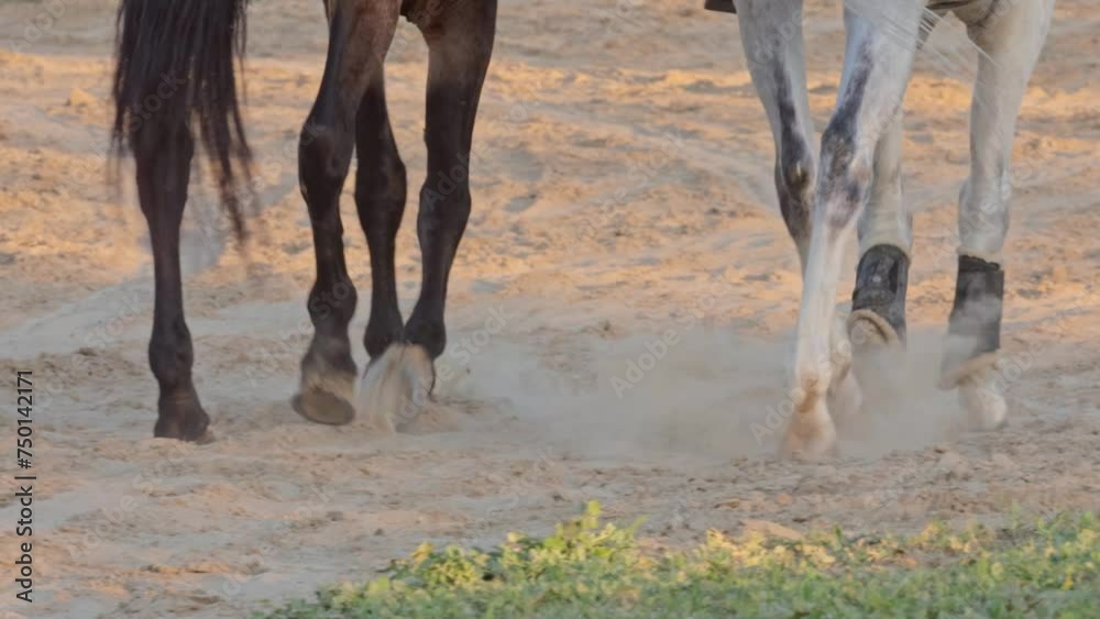 Serena Scene: Horses in the Arena at sunset Horses walking along a ...