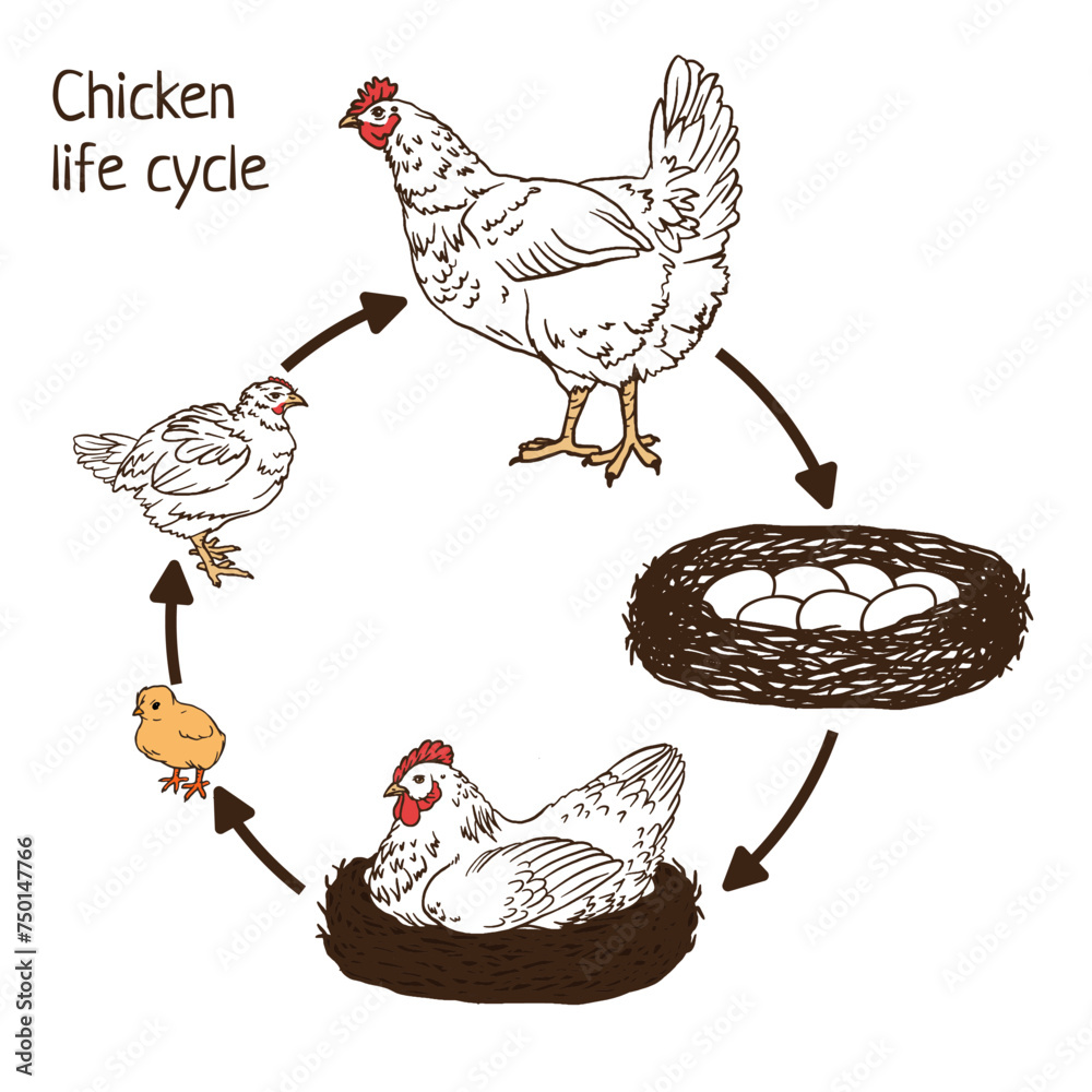 Chicken life cycle stages infographic composition from eggs, hen on ...