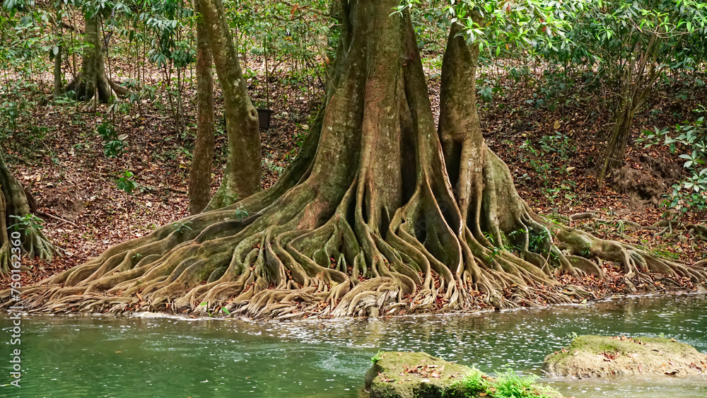 The base of tropical tree with large buttress roots at the edge of a ...