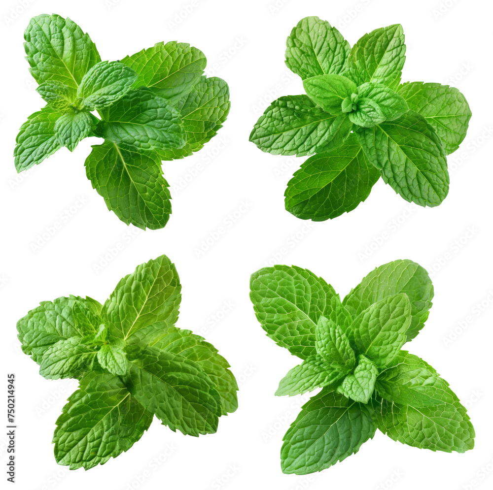 Collection of fresh mint leaves on transparent. Freshly picked mint ...