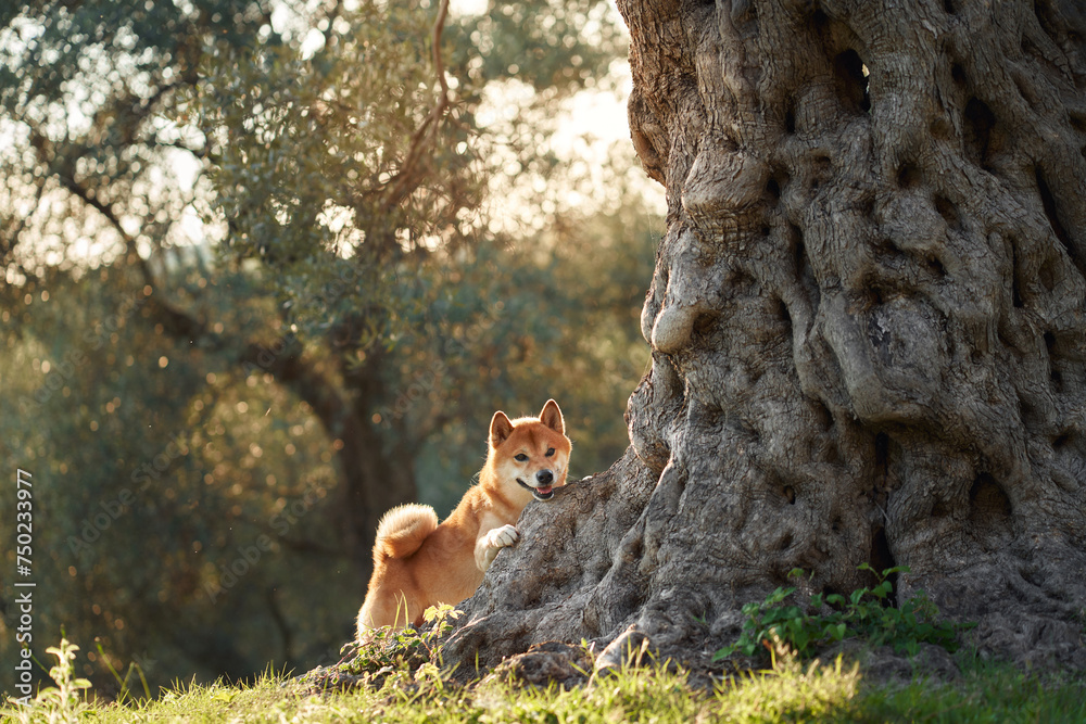 A Shiba Inu dog stands proudly by an ancient, gnarled tree, bathed in ...